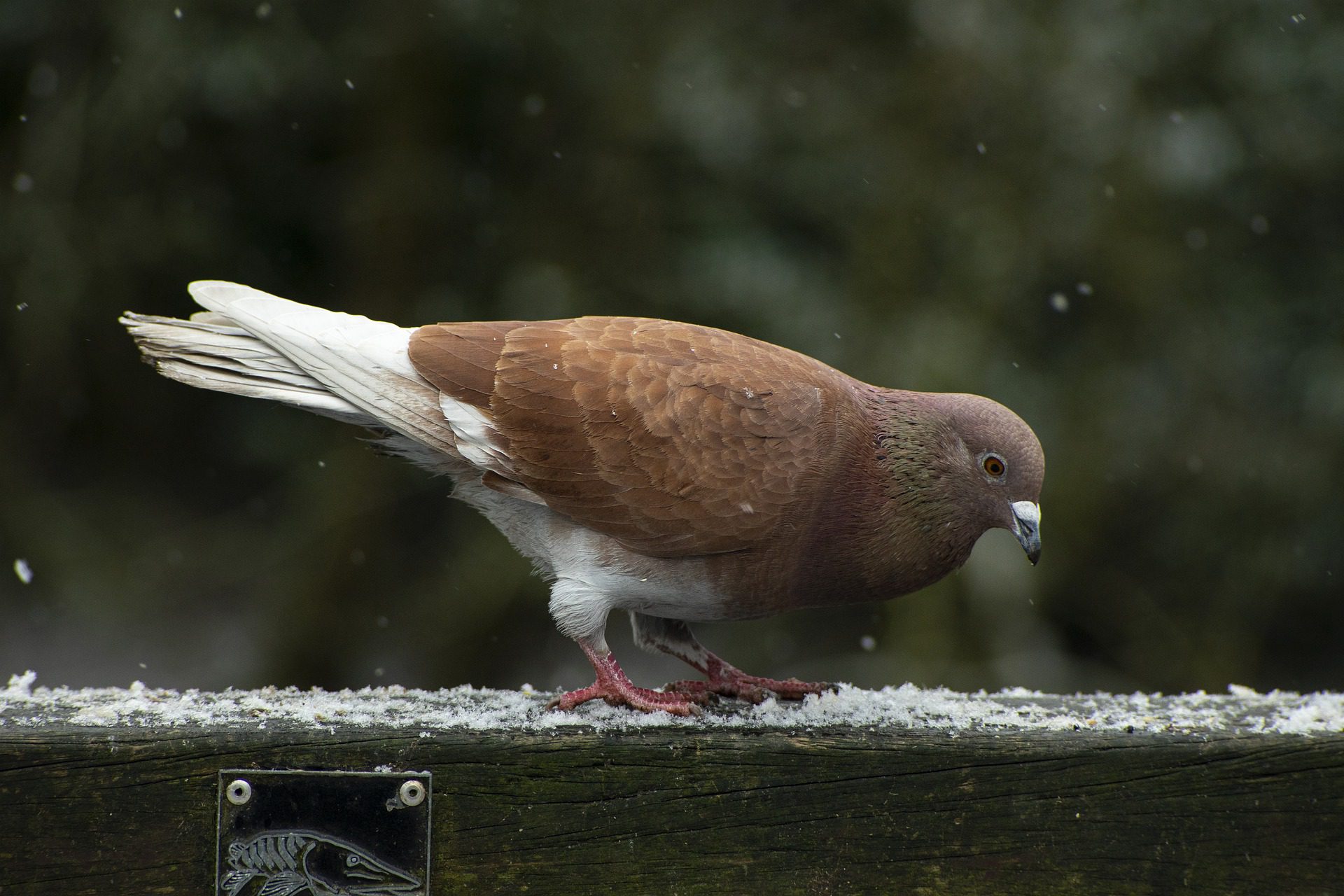 Garden Wildlife in January | Hillier Garden Centres