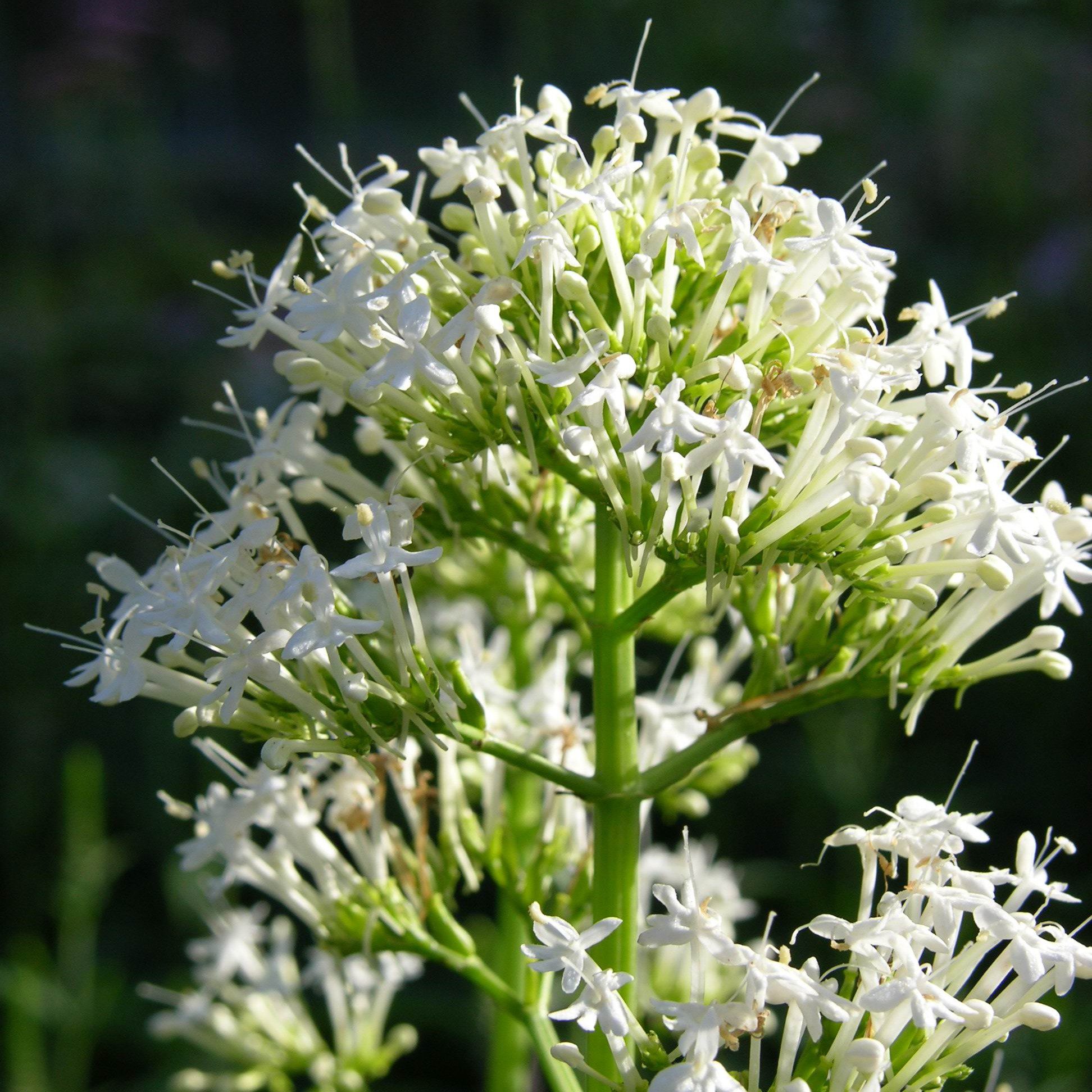 Centranthus ruber 'Albus' | Red Valerian Plants