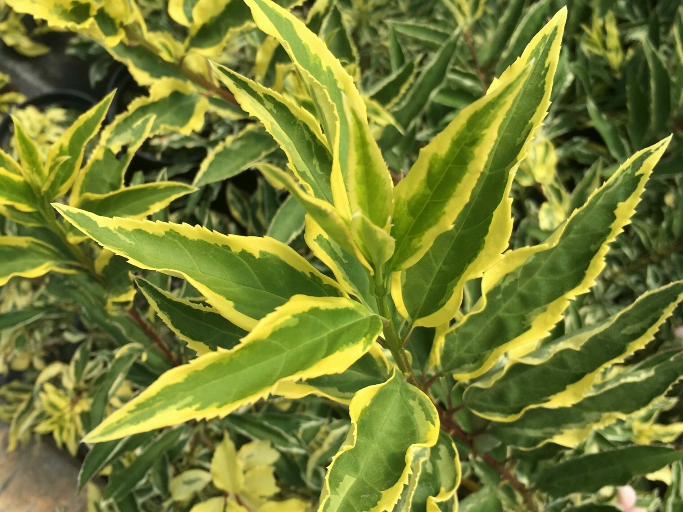 Forsythia x intermedia 'Discovery' - Plant Profile | Hillier