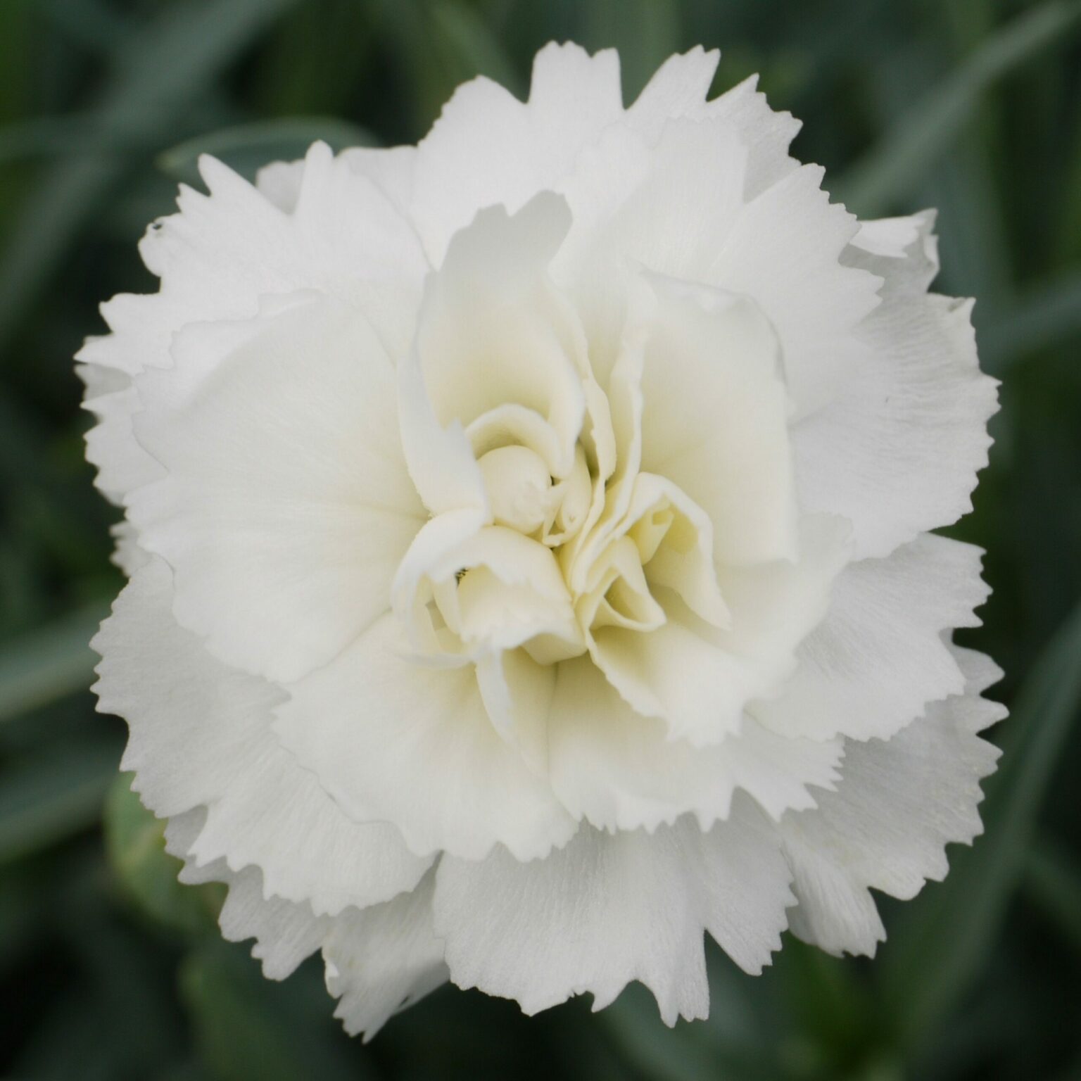 Hillier Garden Centre in Hampton-in-Arden, West Midlands