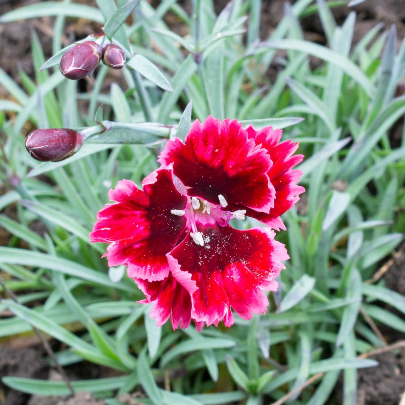 Hillier Garden Centre in Hampton-in-Arden, West Midlands