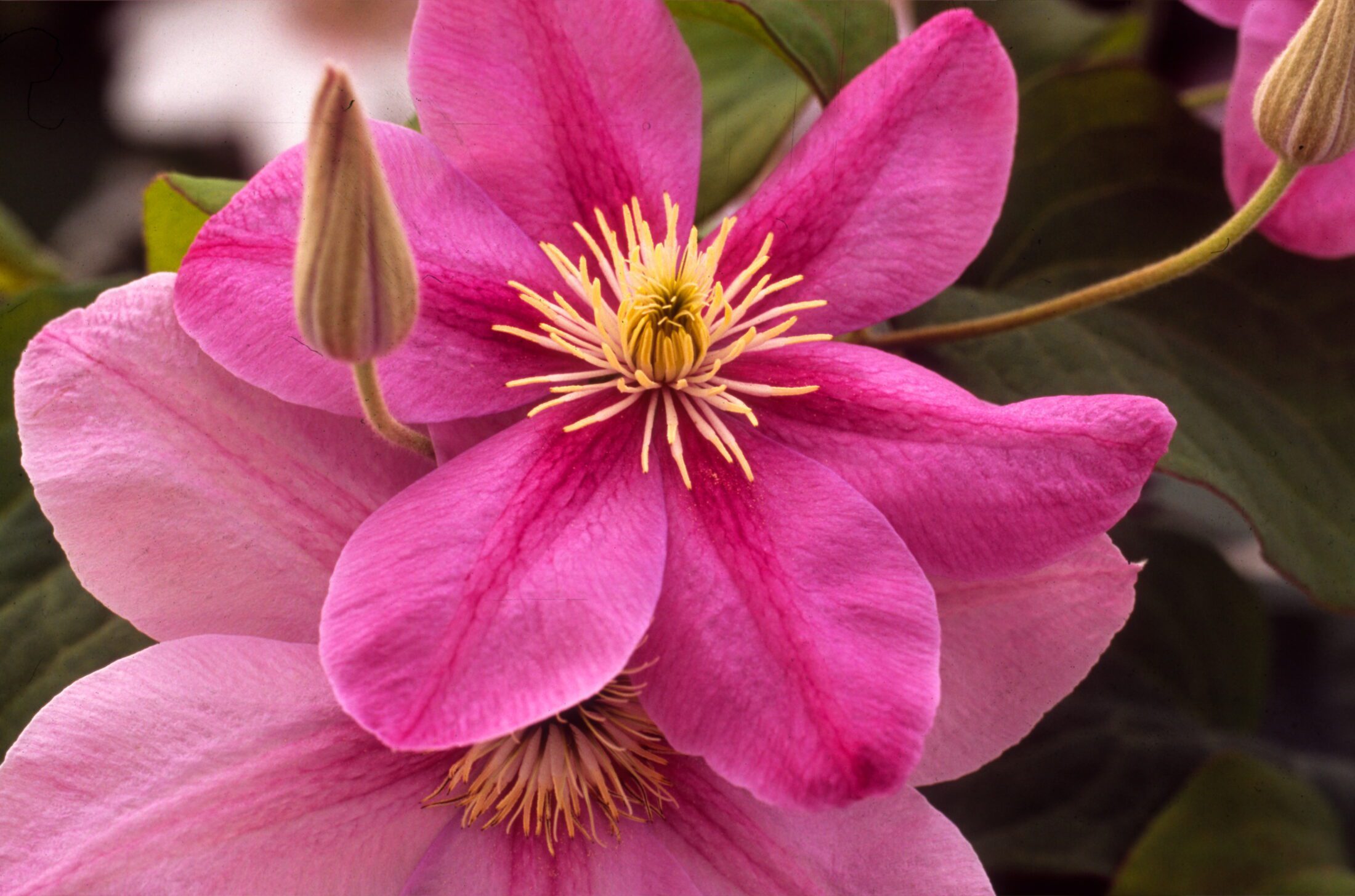 How And When To Prune Clematis - Hillier Garden Centres