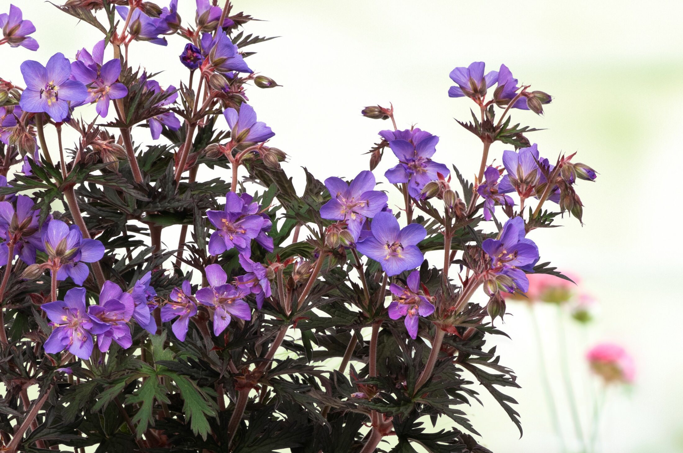 Geranium 'Storm Cloud' - Hillier Garden Centres