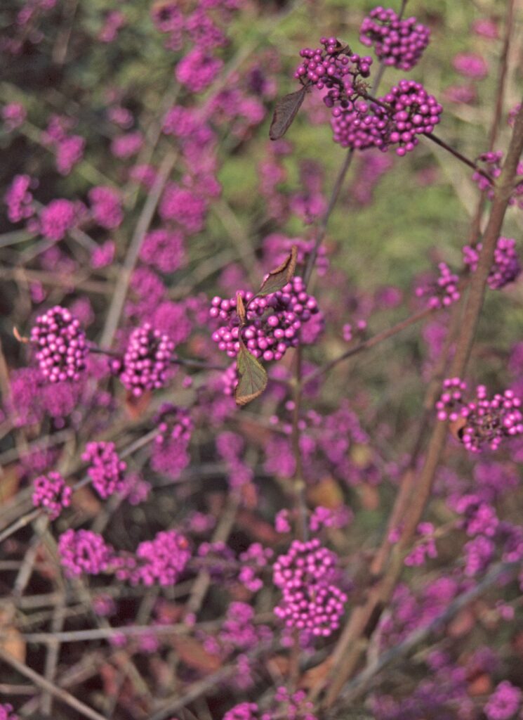 Profusion Definition