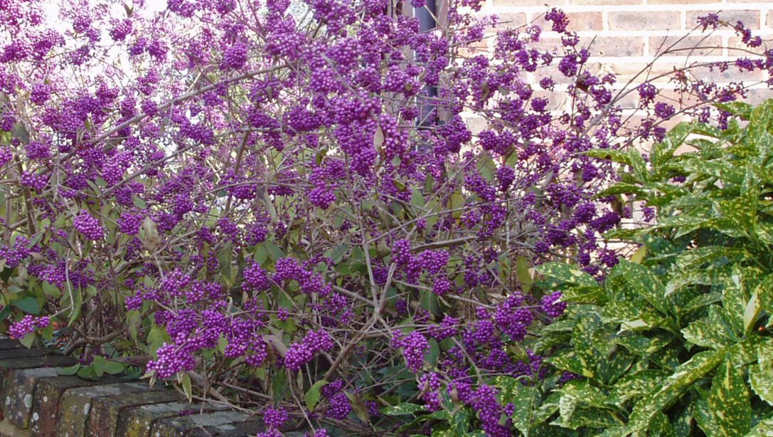 Callicarpa Profusion - Plant Profile | Hillier Garden Centres