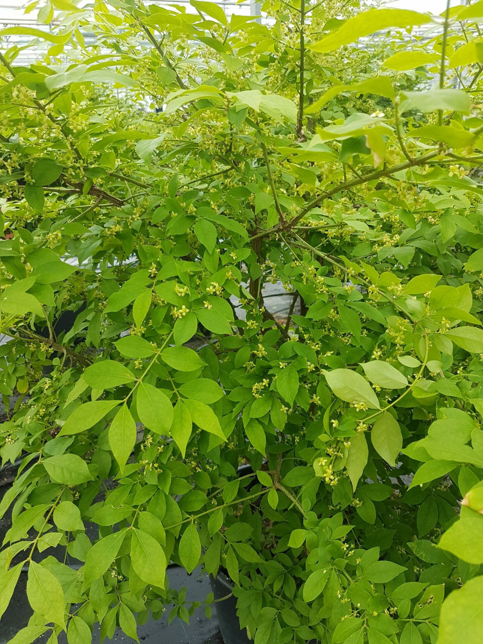 Euonymus alatus - Plant Profile | Hillier Garden Centres