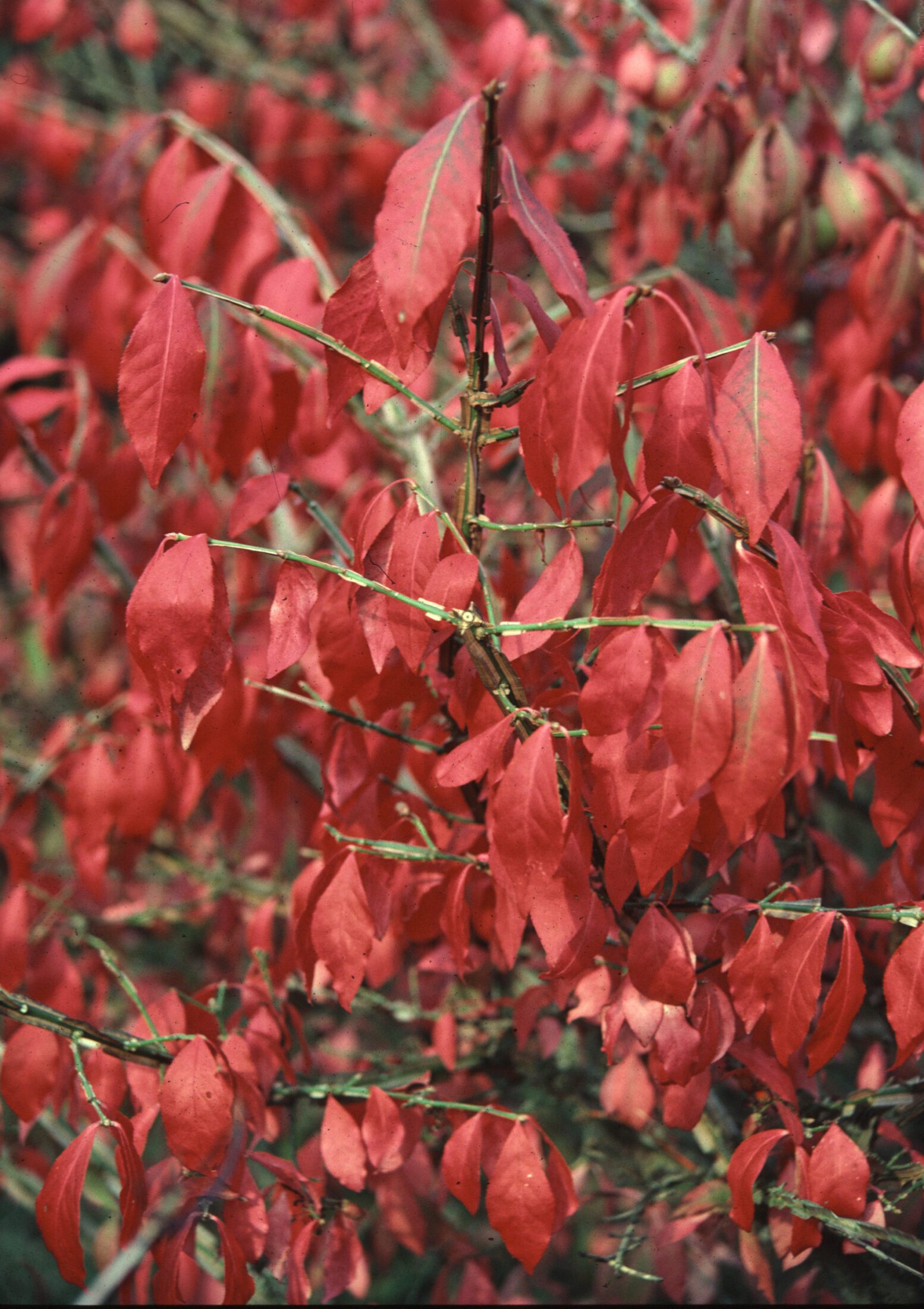 Euonymus Alatus Winter