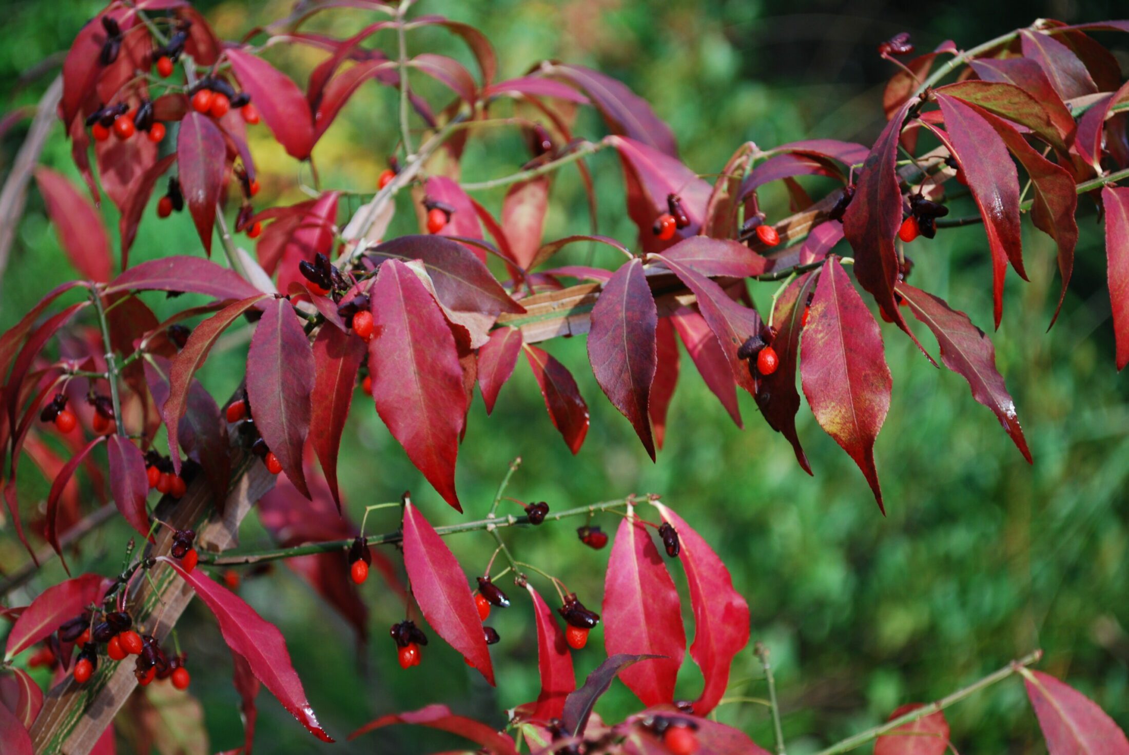 Euonymus-alatus-Blade-Runner-Brownhill-Rd. - Hillier