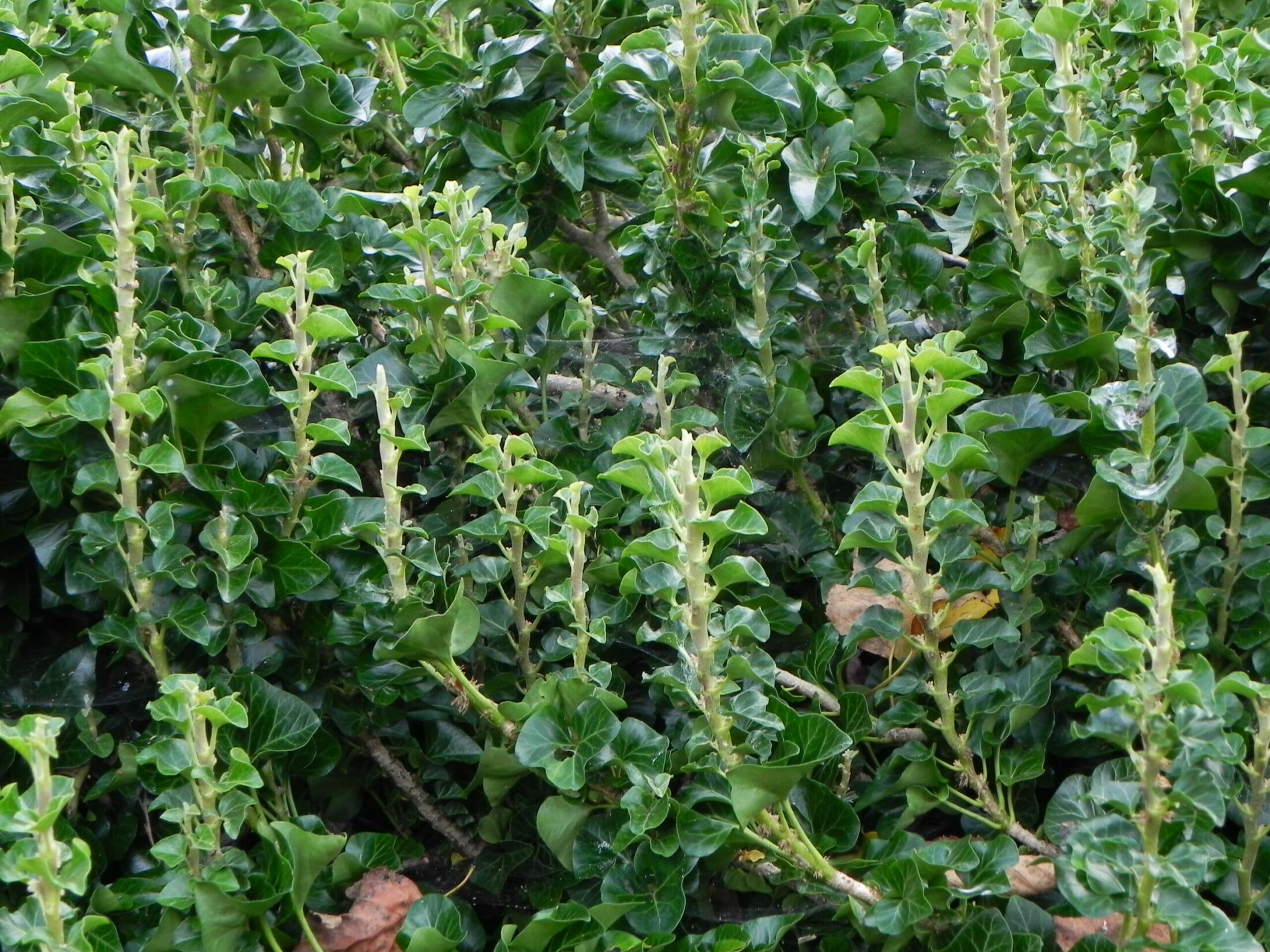 Hedera-helix-Erecta-1 - Hillier