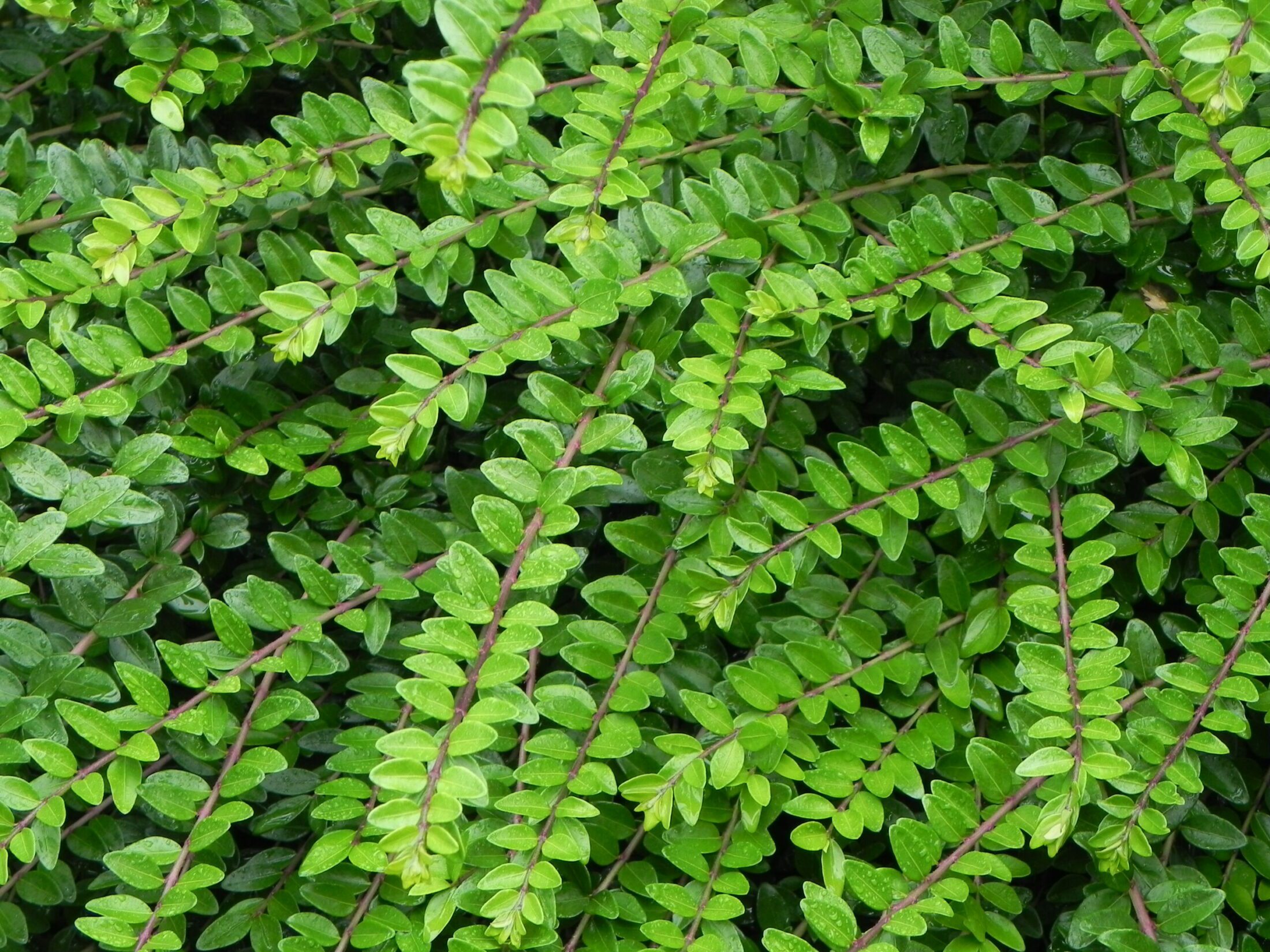 Lonicera-nitida-Maigrun-1 - Hillier