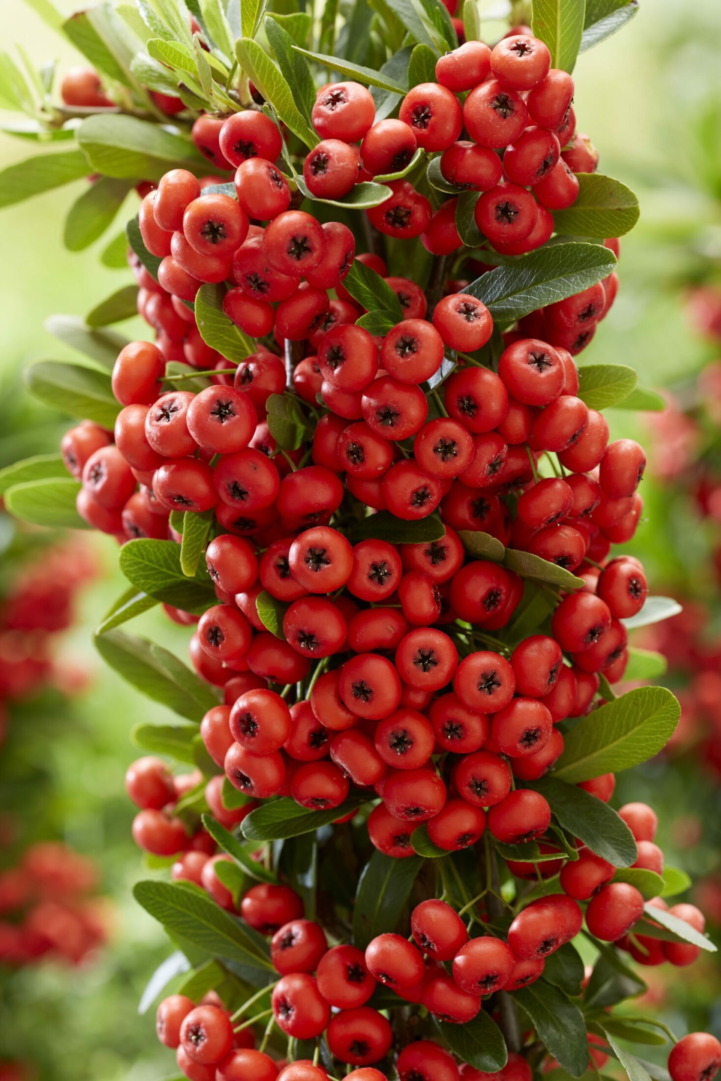 Discover: Autumn Berries | Hillier Garden Centres