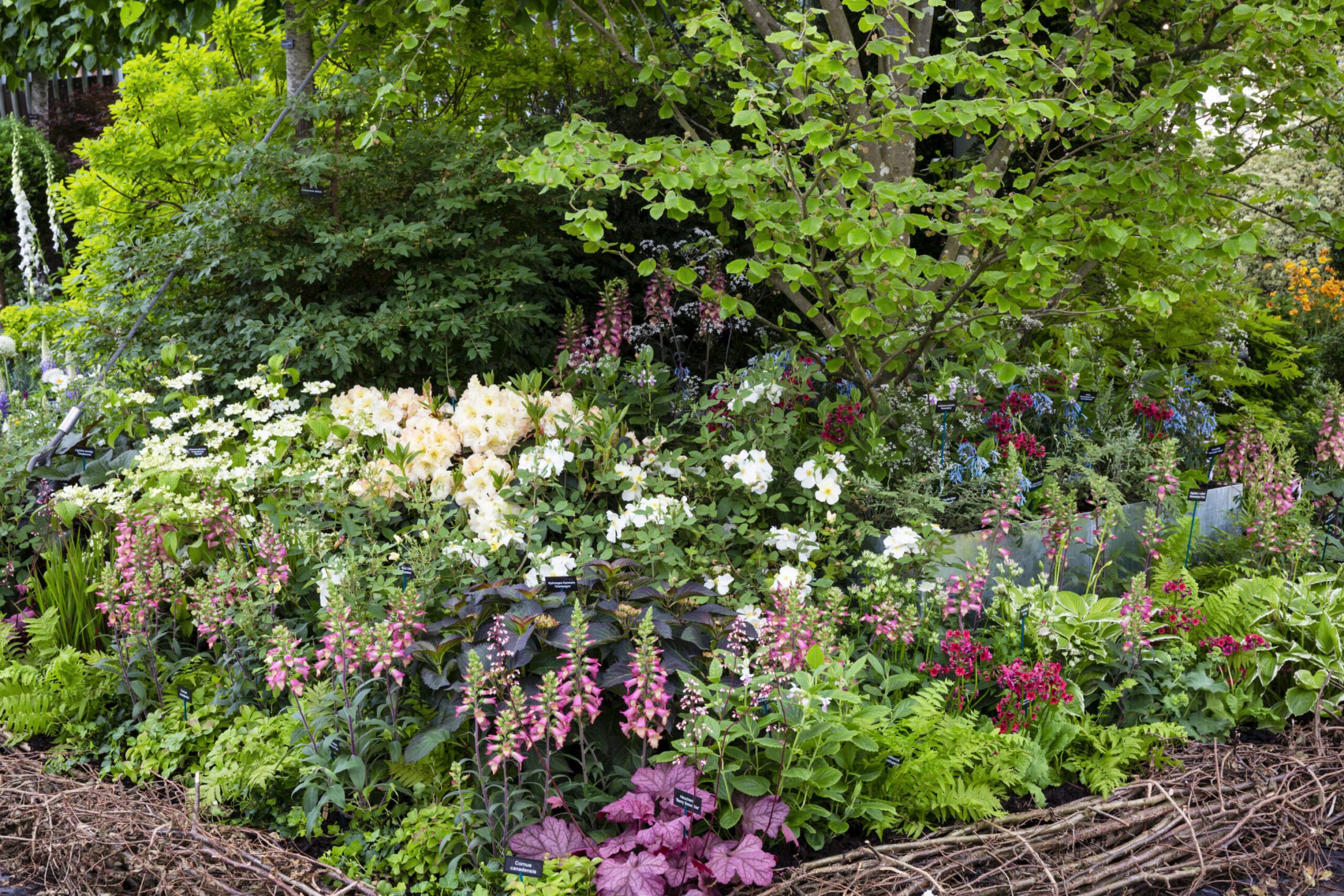 Designing A Spring Border | Hillier Garden Centres