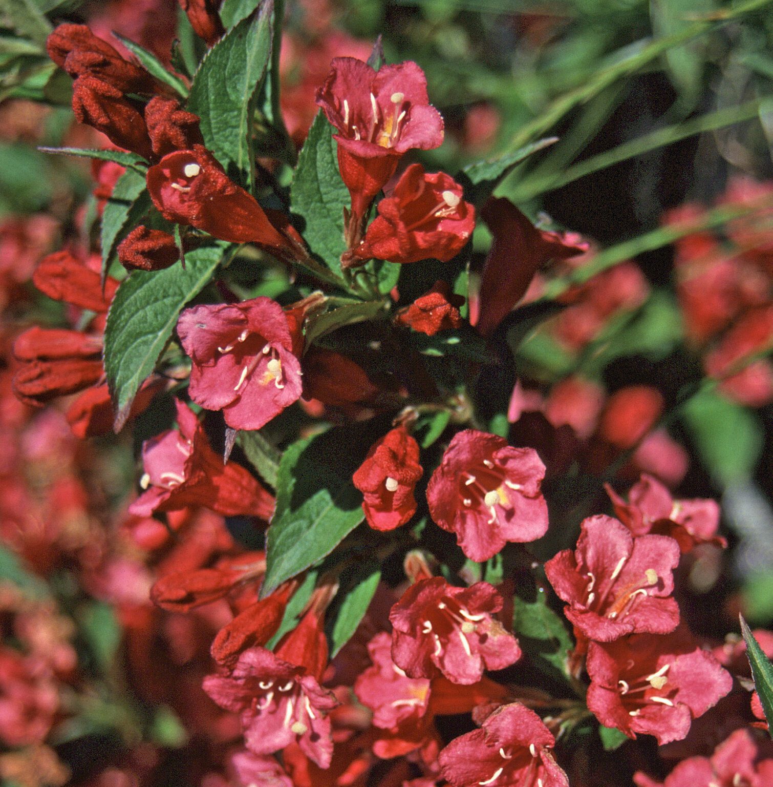 Annual Pruning Guide | Hillier Garden Centres