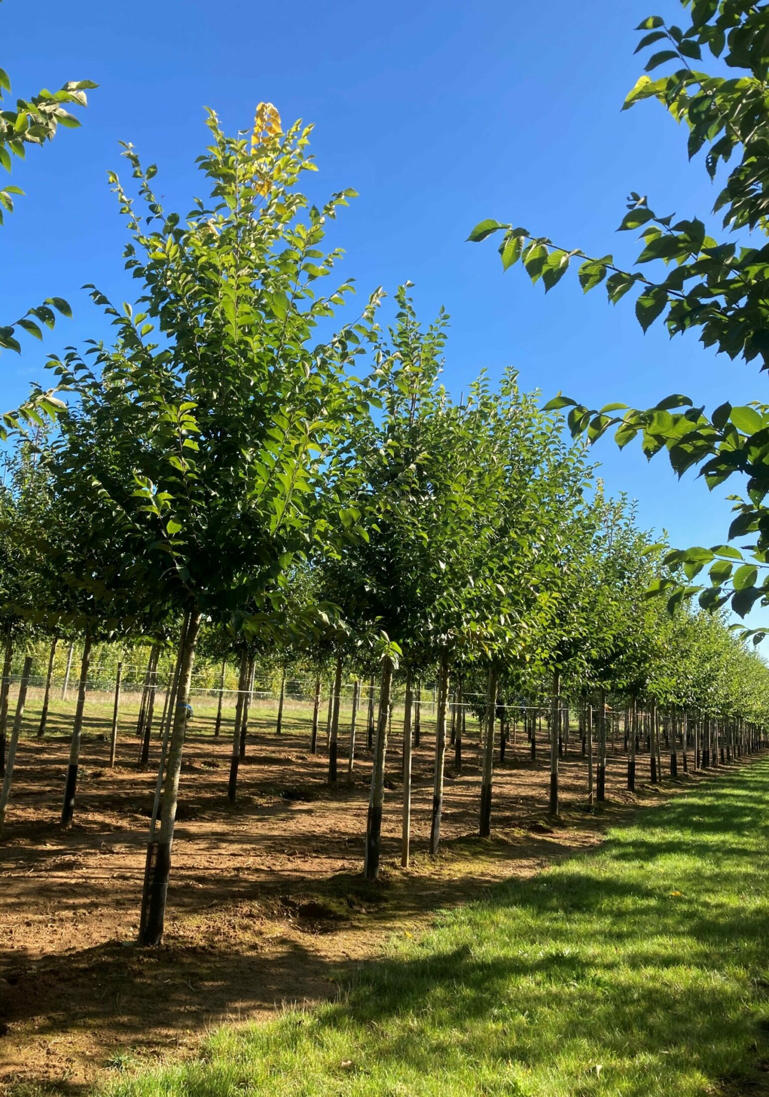 Ulmus 'New Horizon' - Tree Profile | Hillier Garden Centres