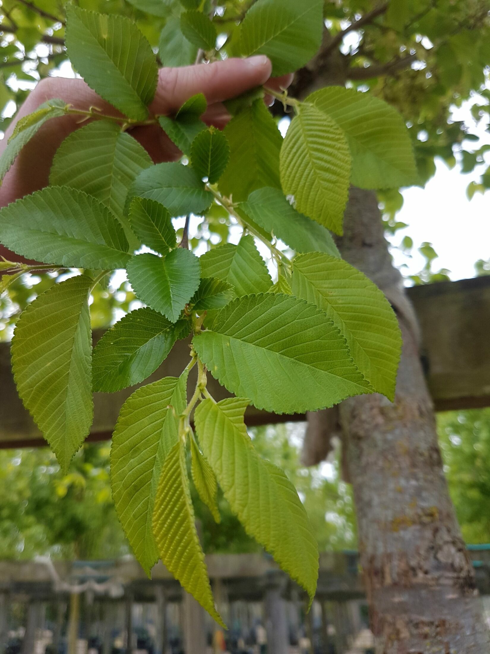 Ulmus 'New Horizon' - Tree Profile | Hillier Garden Centres