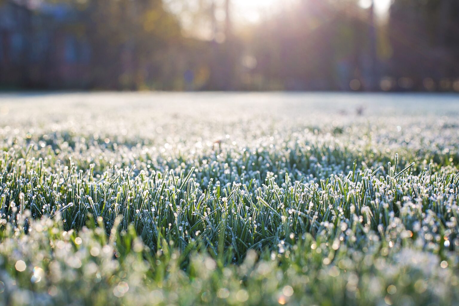 Can You Cut Grass Before or After a Frost? | Hillier Garden Centres