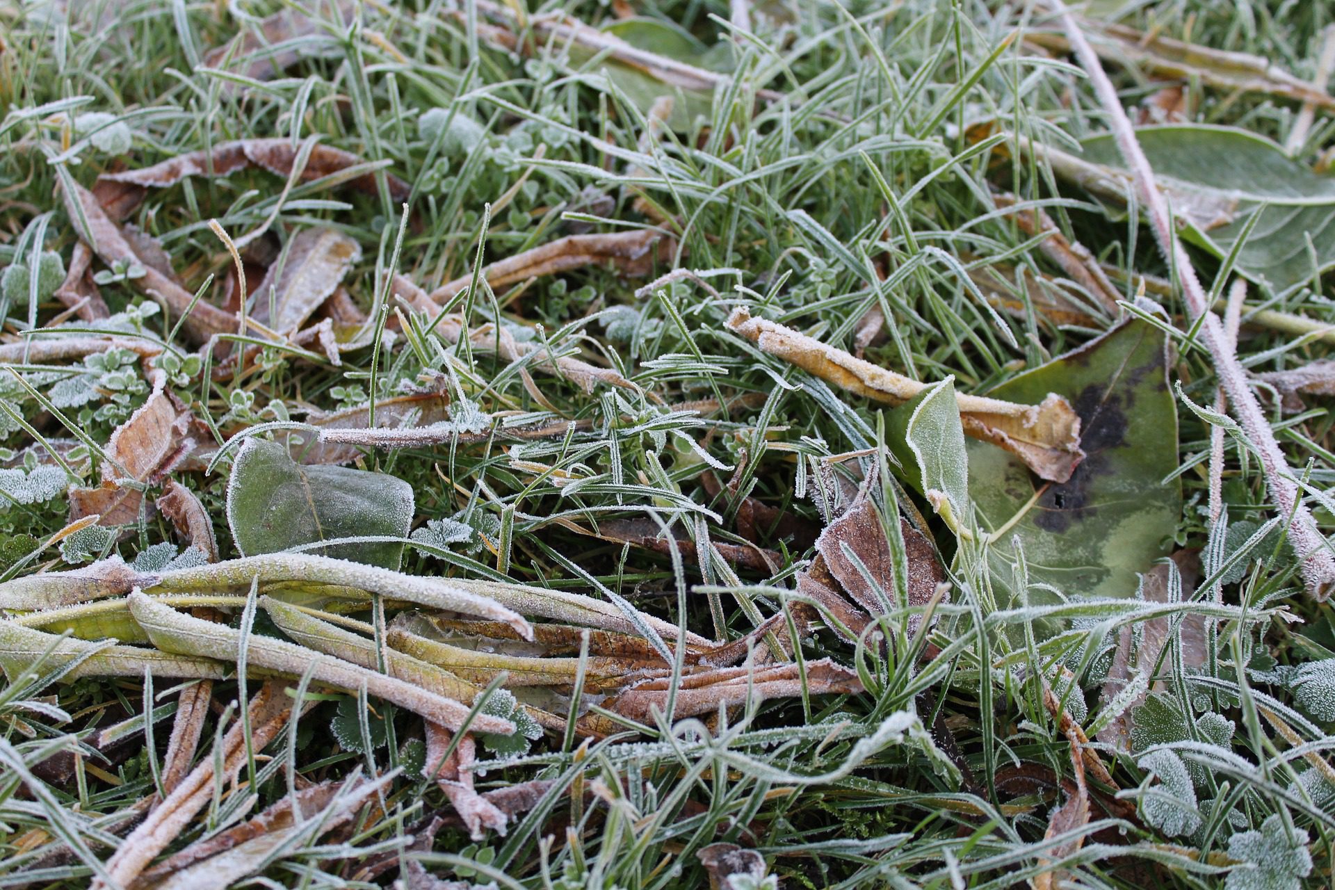 Can You Cut Grass Before or After a Frost? | Hillier Garden Centres