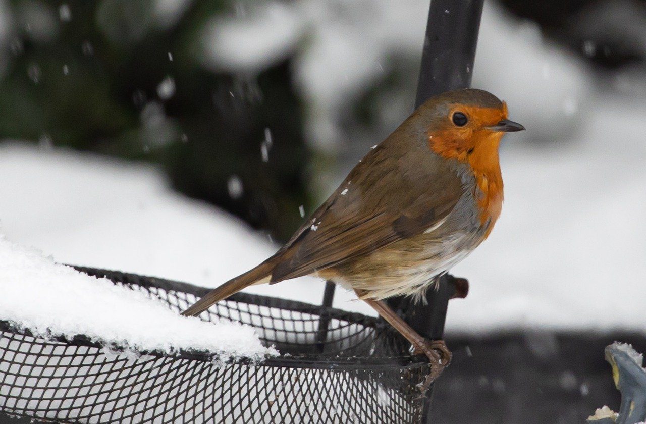Winter Birds In Your Garden | Hillier Garden Centres