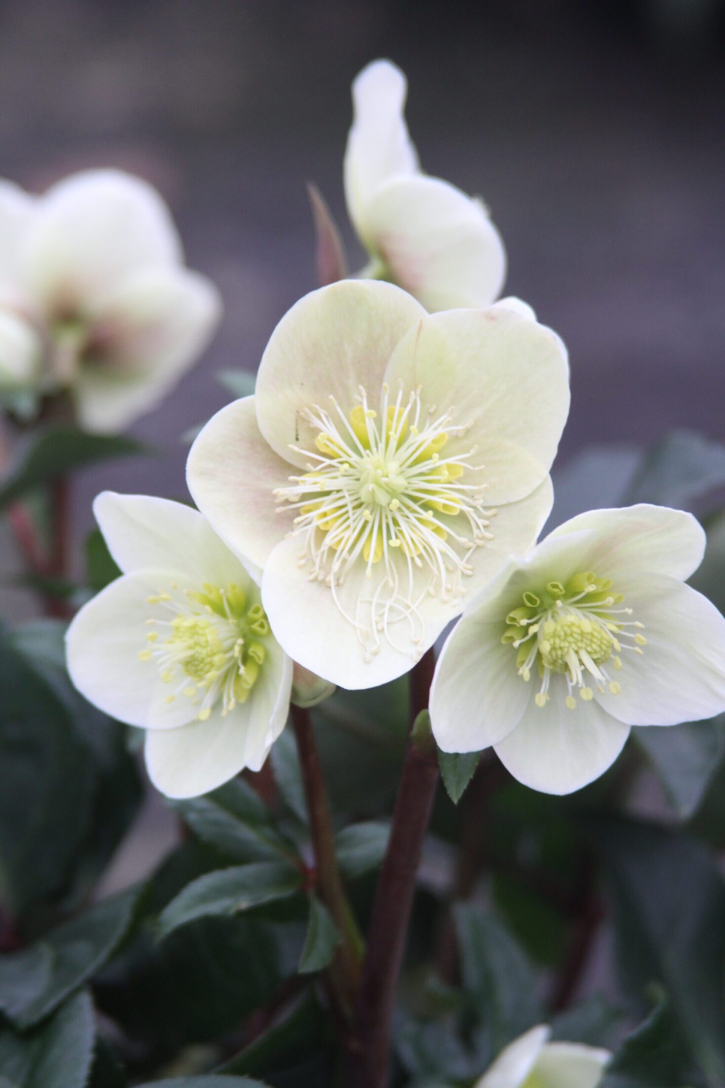 Helleborus - Plant Profile | Hillier Garden Centres