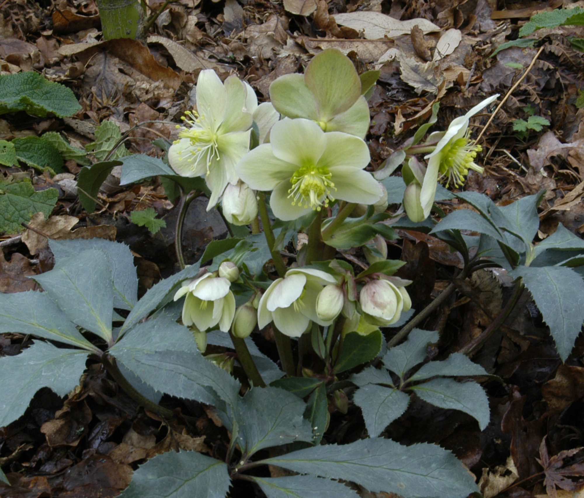 Helleborus - Plant Profile | Hillier Garden Centres