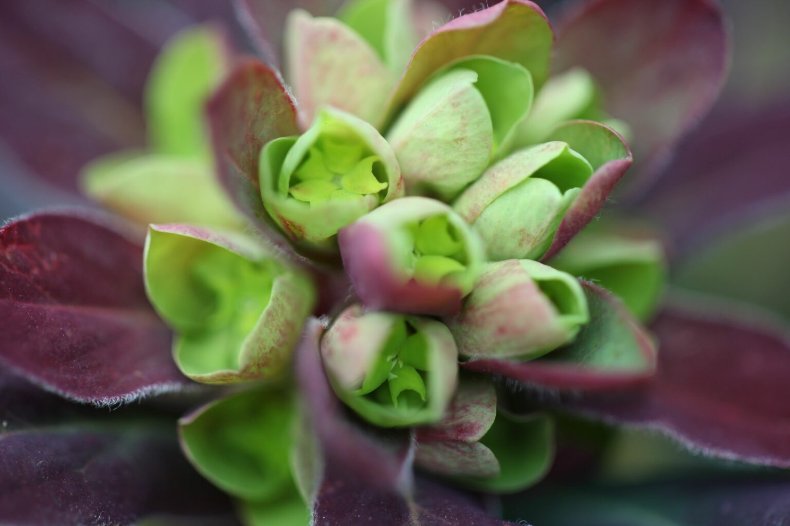 Euphorbia - Plant Profile | Hillier Garden Centres
