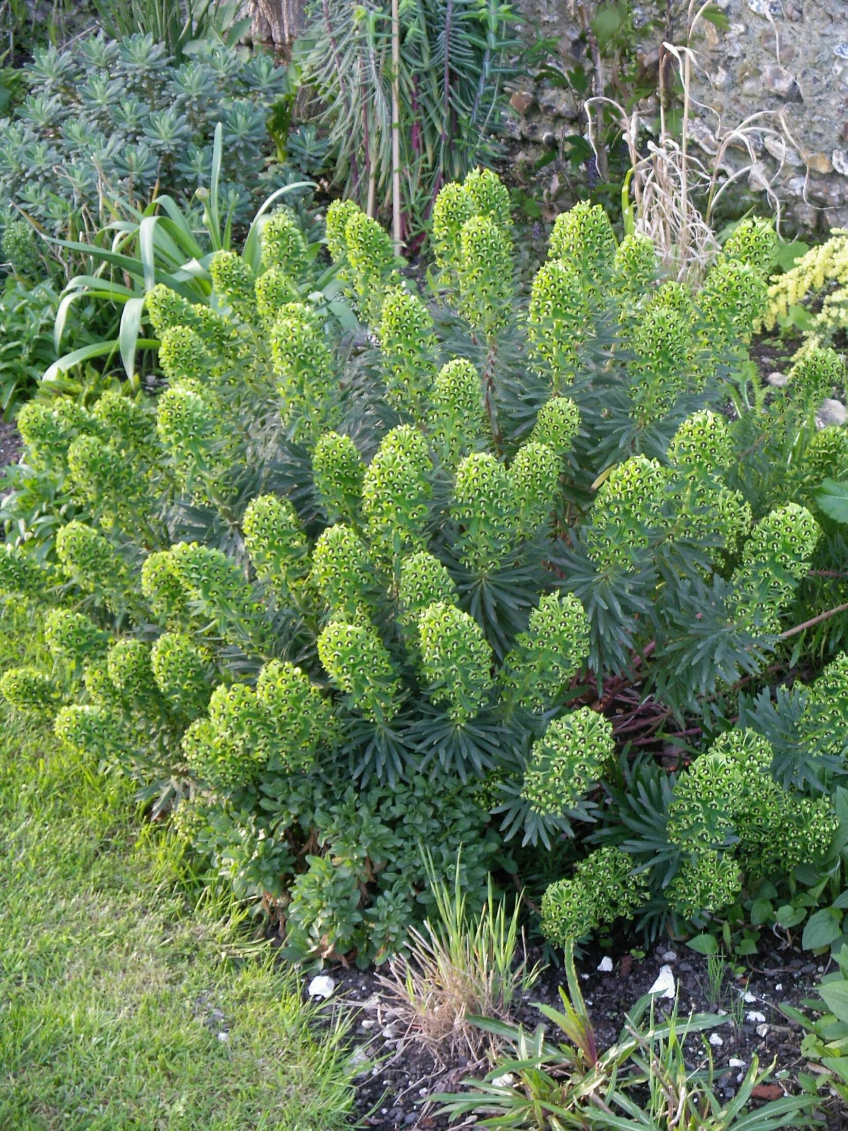 Euphorbia - Plant Profile | Hillier Garden Centres