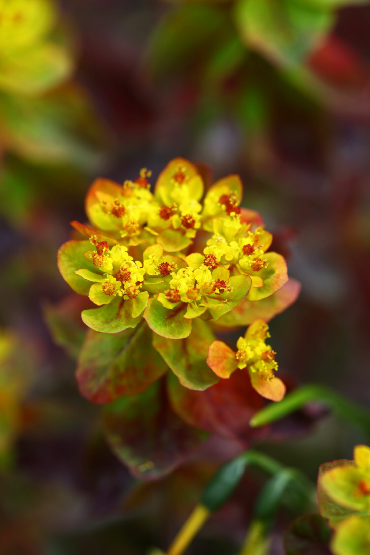 Euphorbia - Plant Profile | Hillier Garden Centres