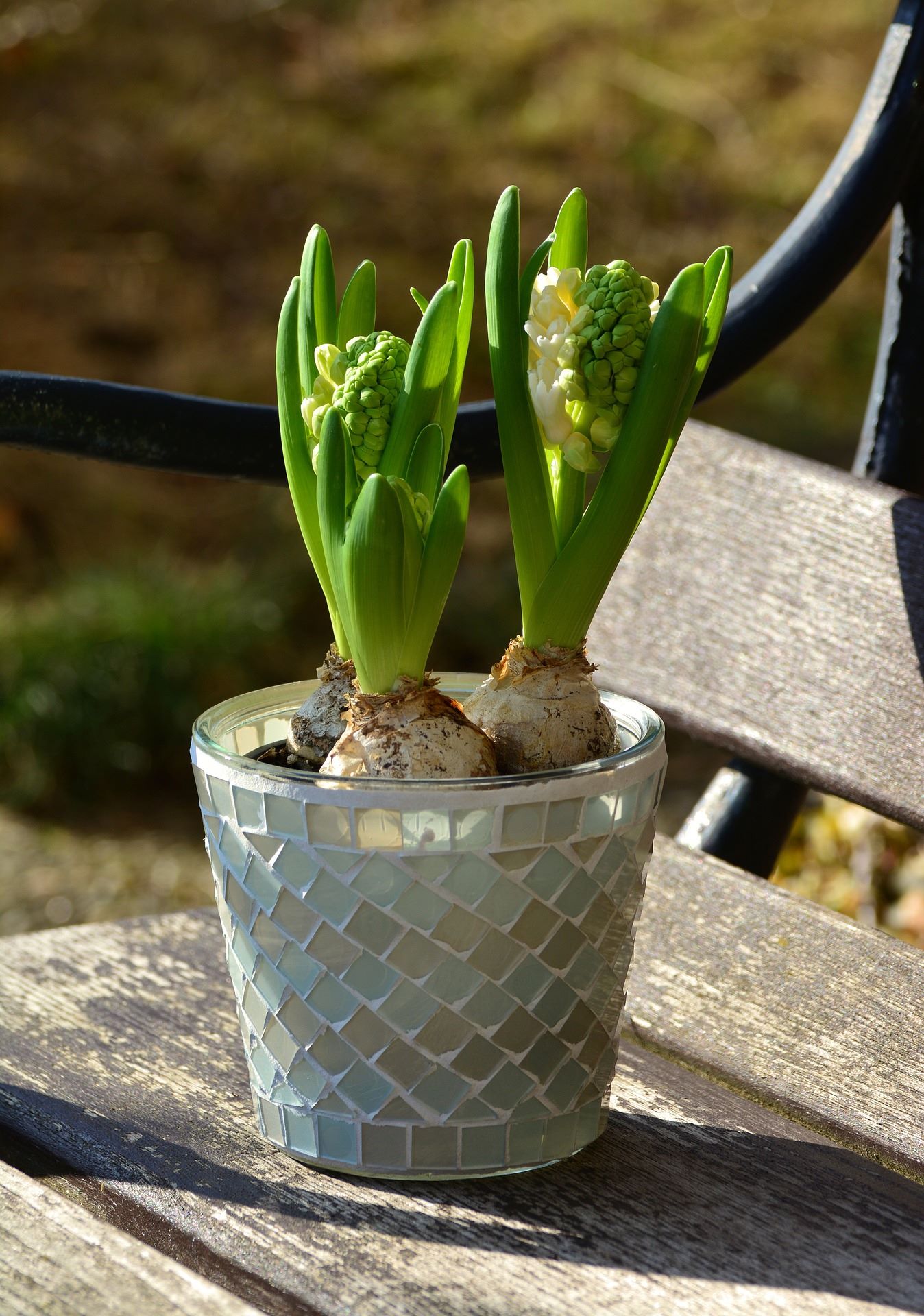 Guide to Potted Bulbs | Hillier Garden Centres