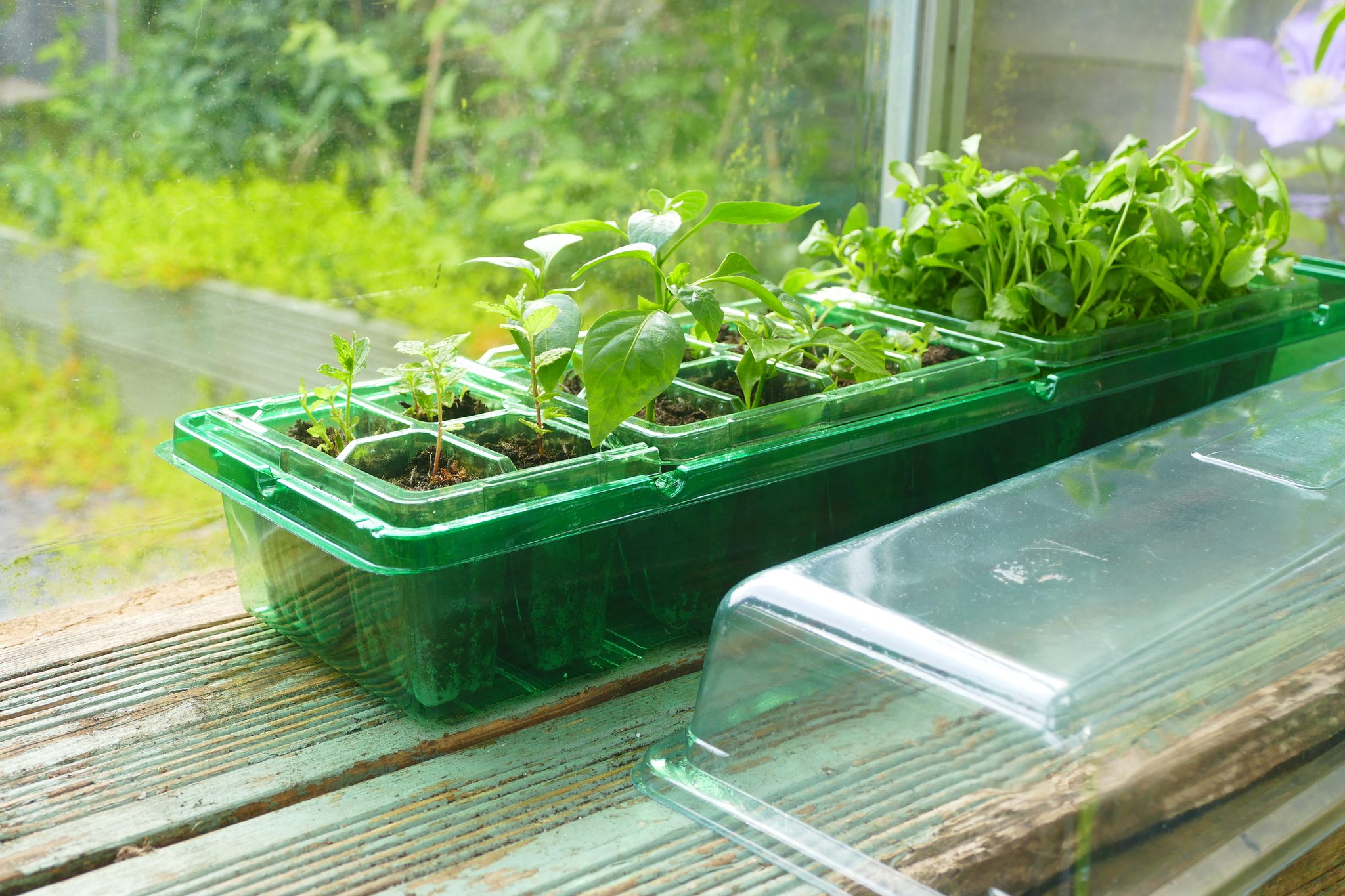 Guide to Propagation Equipment | Hillier Garden Centres