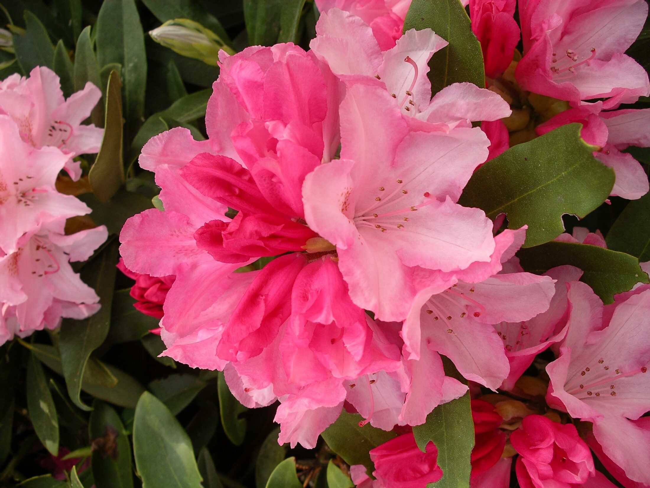 Rhododendron Plant Profile Hillier Garden Centres