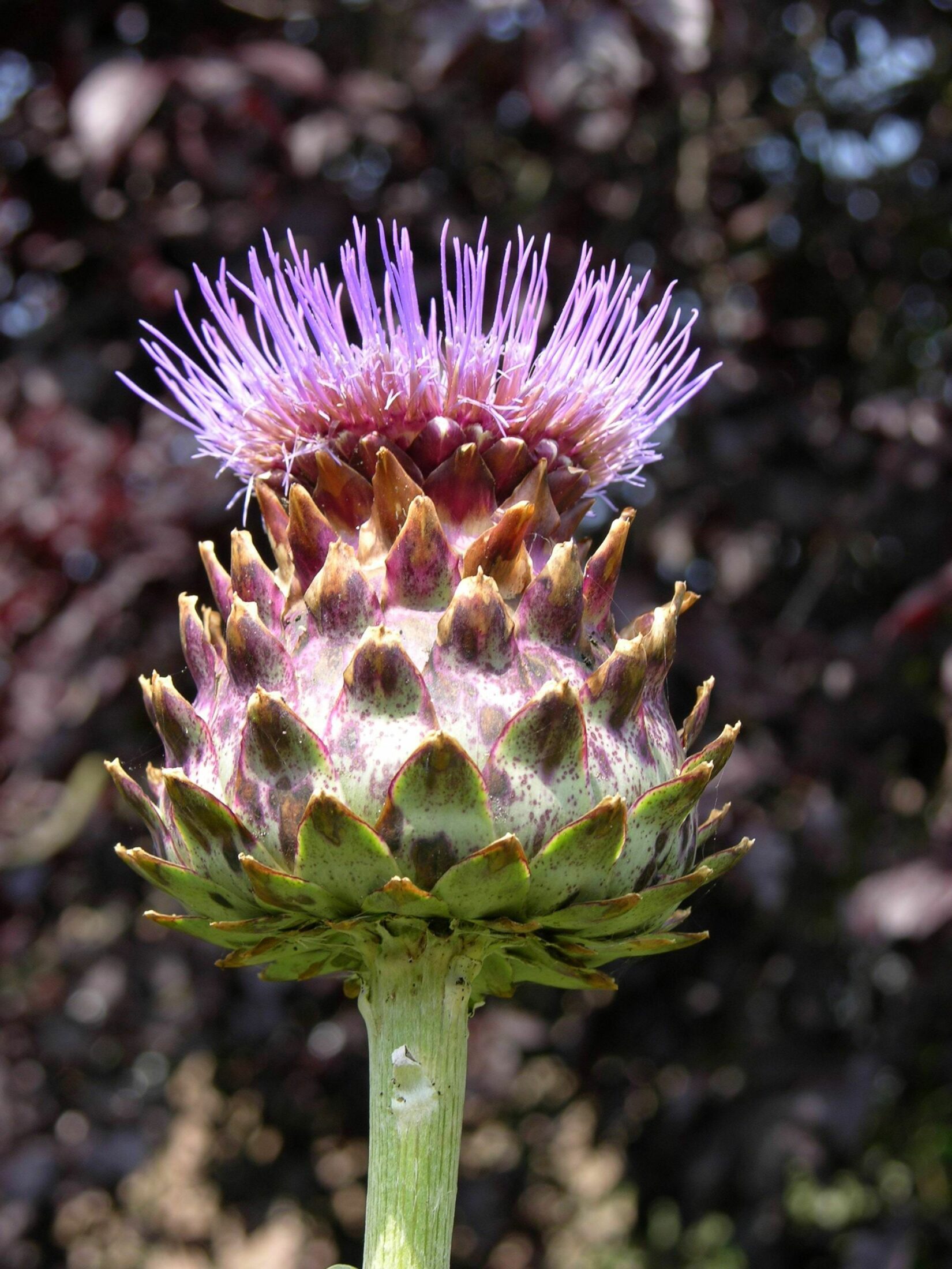 Best Plants for Hot & Sunny Areas | Hiller