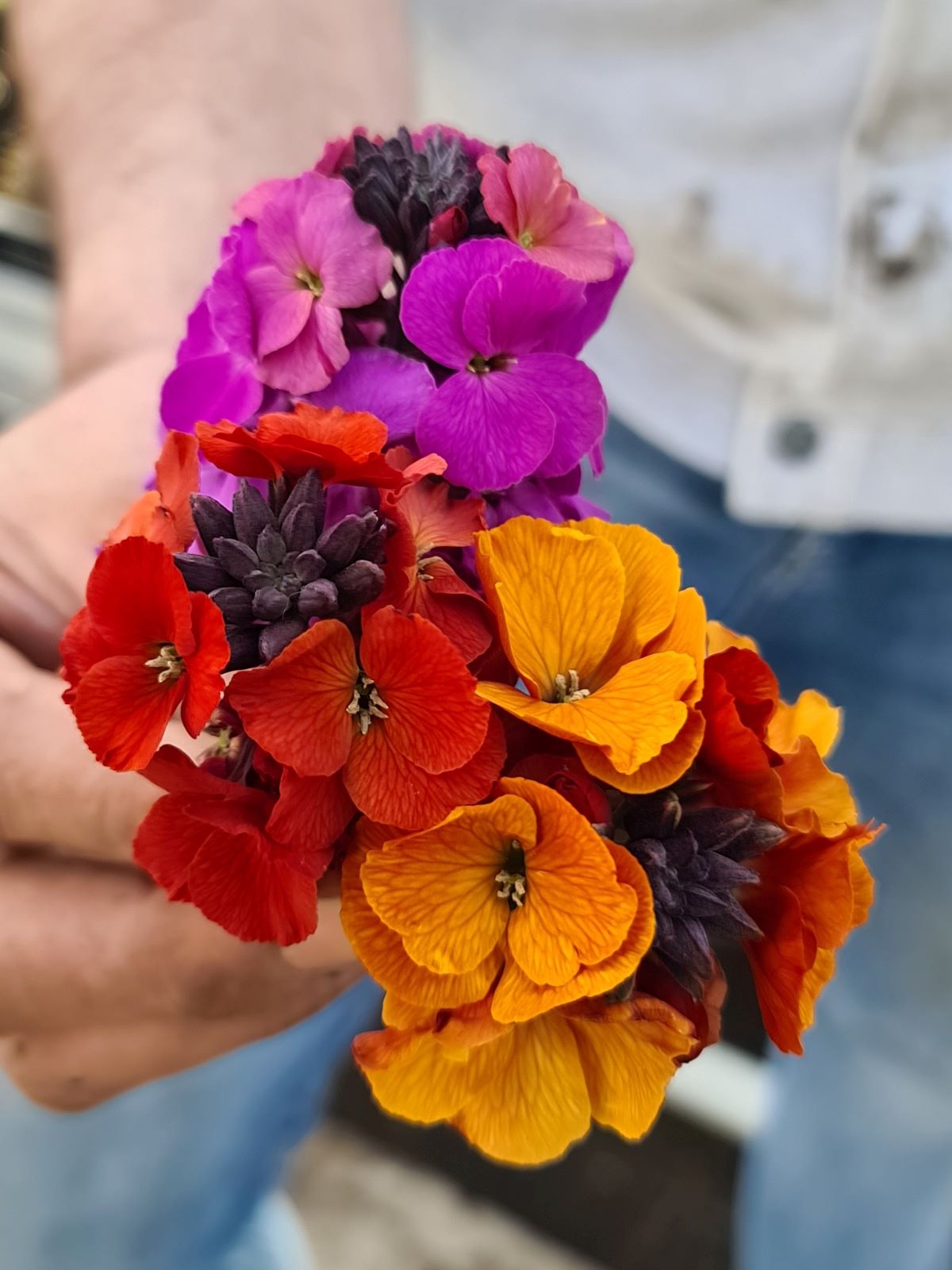 Erysimum 'Colour Vibe' - New Plant | Hillier Garden Centres