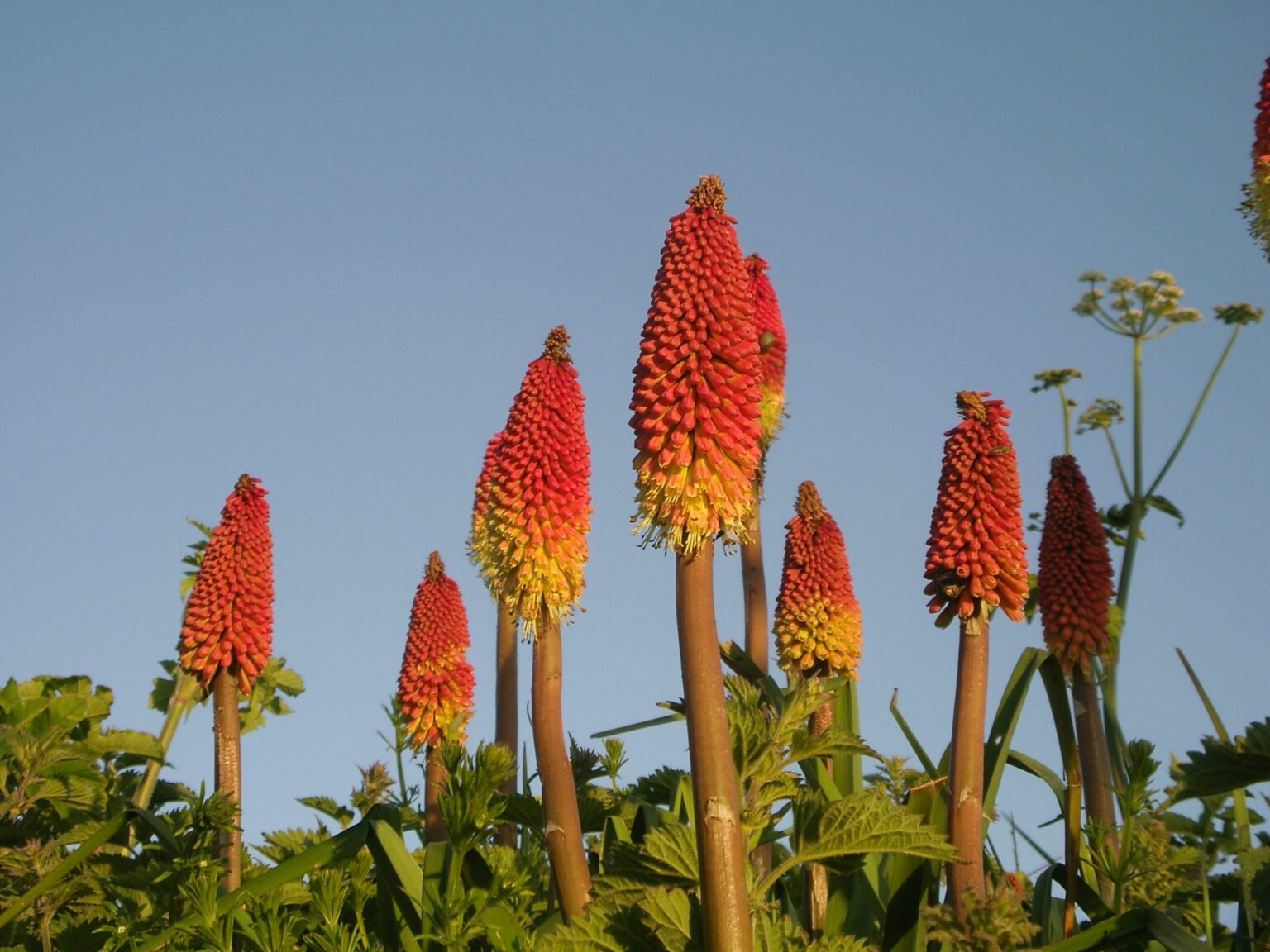 Best Plants for Clay Soil | Hiller