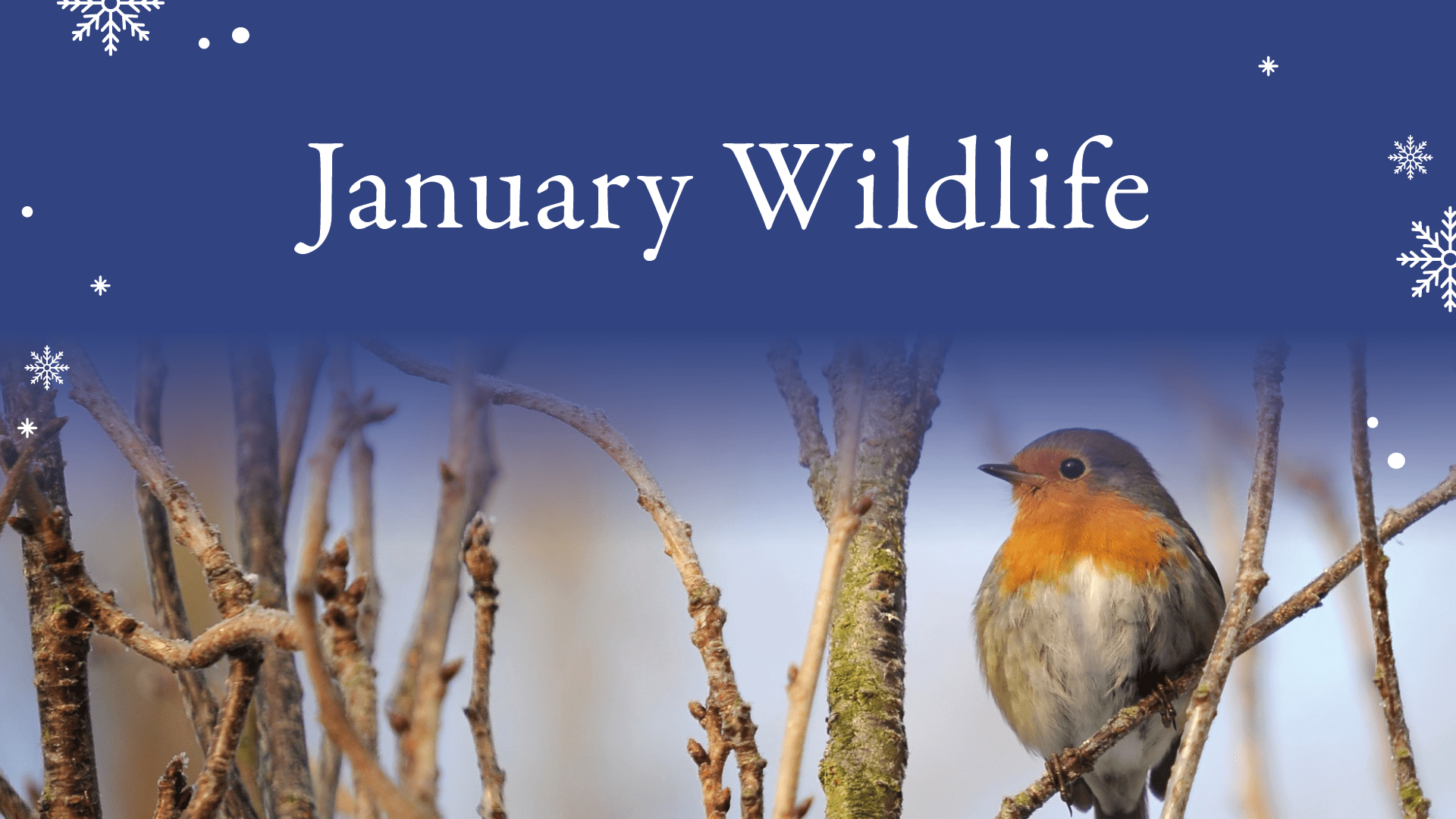 Garden Wildlife in January | Hillier Garden Centres