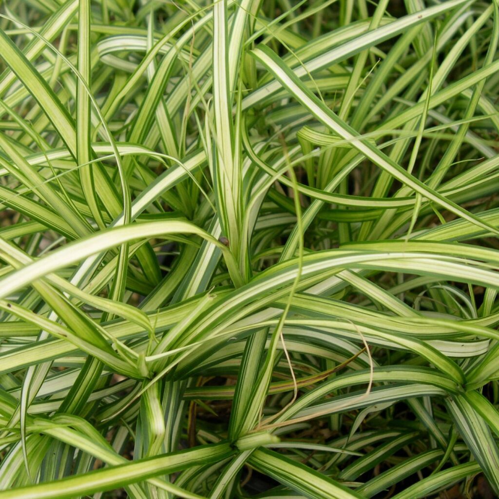 Carex oshimensis 'Evergold' | Japanese Sedge Plants