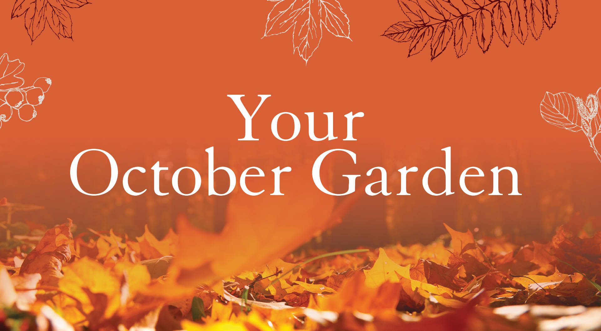 Your October Garden: October Gardening Tips and Advice | Hillier
