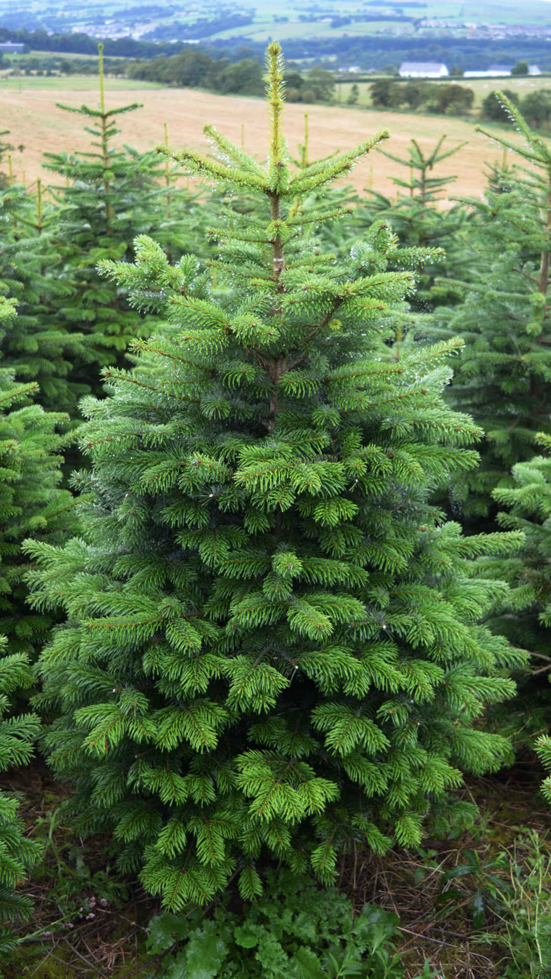 Woodland Christmas Theme: A Decorating Guide - Hillier