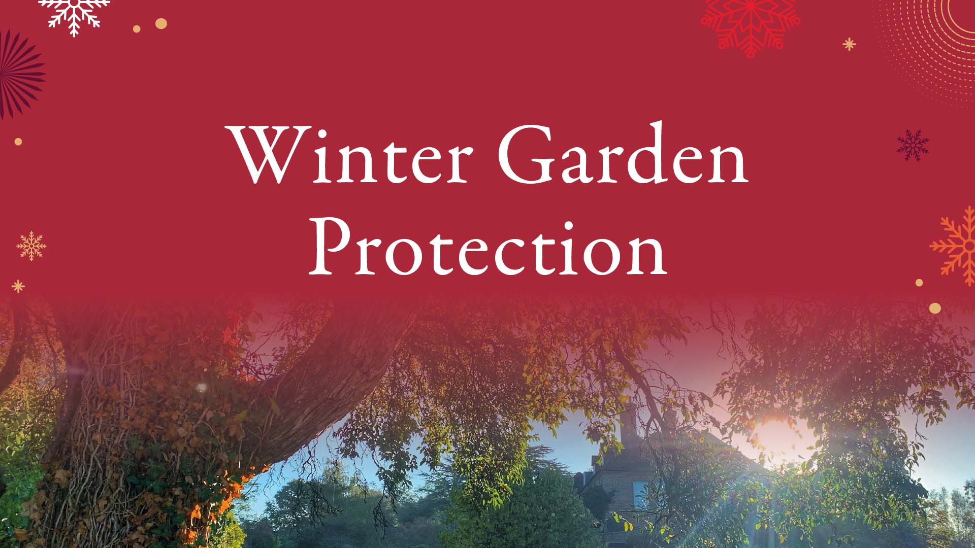 How To Protect Your Garden During A Frost - Hillier